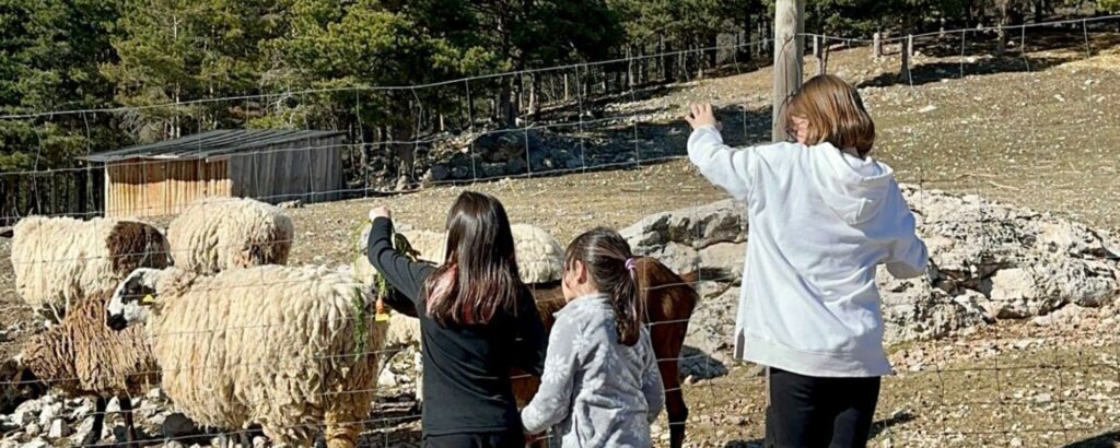 Dar de comer a los animales 🐗🦌Oferta exclusiva de febrero